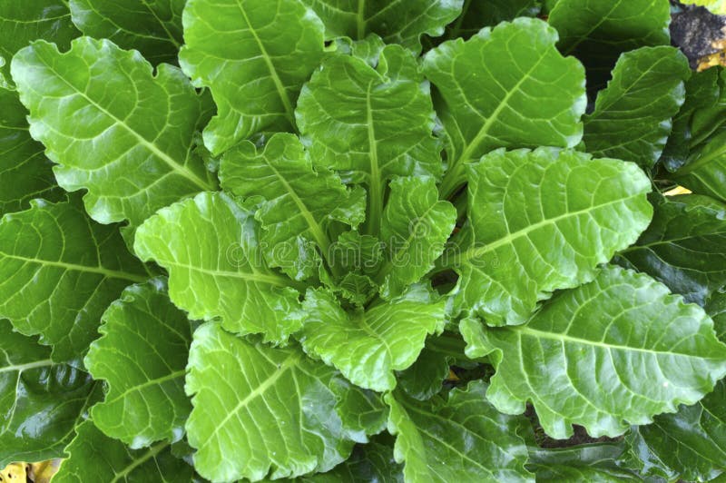 Betterave à Sucre Dans La Main Avec La Pile à L'arrière-plan Betterave ...