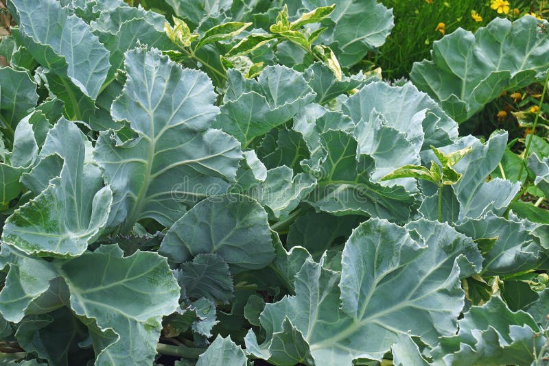 Chou Marin Comestible (maritima De Crambe) Image stock - Image du ...