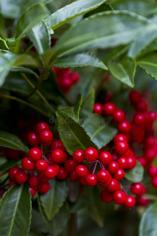 Usine De Coralberry Avec Les Baies Rouges Image stock - Image du festif ...