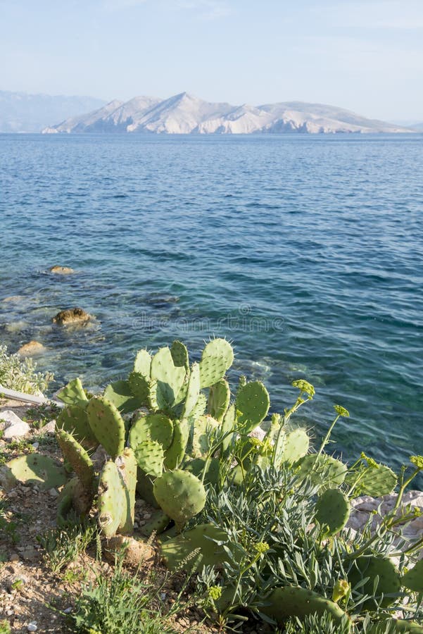 Figue De Mer Photos Stock - Téléchargez 1,341 Photos libres de droits