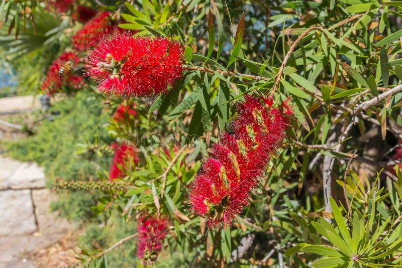 ` De Jeffers De ` De Citrinus De Callistemon, Bottlebrush De Jeffers ...