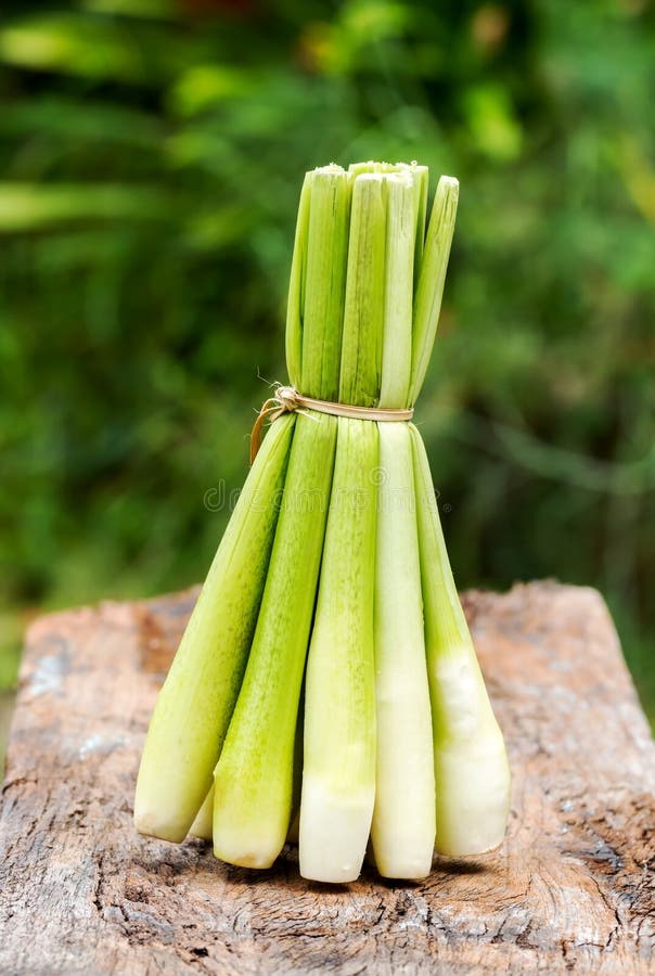 Culture De Latifolia De Zizanie Image stock - Image du lame, organique ...