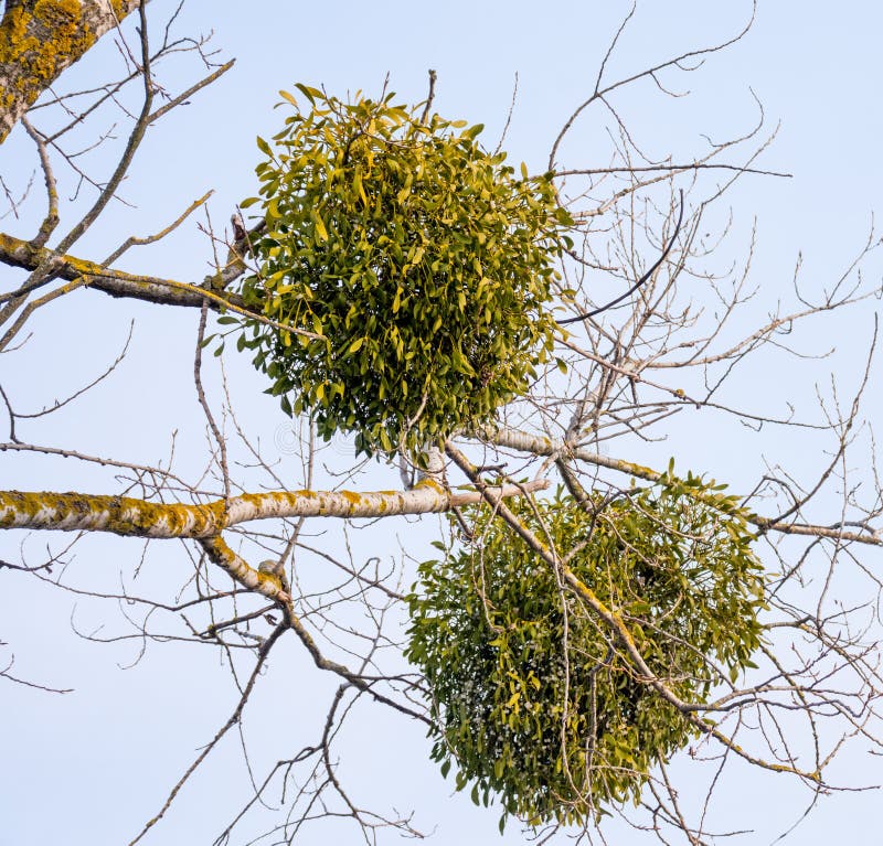 Usine de parasite gui photo stock. Image du arbuste - 169381544