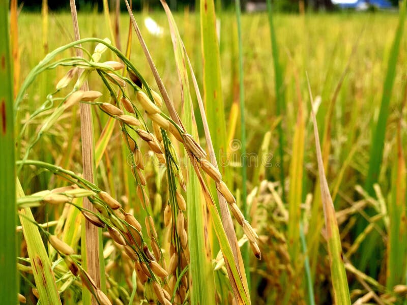 Champ De Plante De Riz Ou De Riz Image stock - Image du normal, texture ...