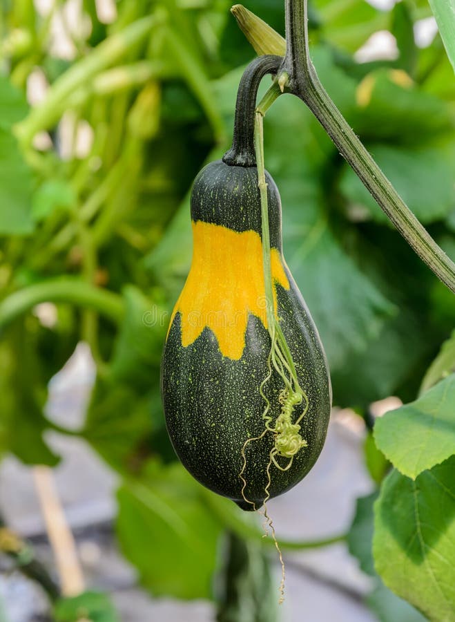 Courge Ornementale, Autumn Wings, Pepo De Cucurbita Photo stock - Image ...