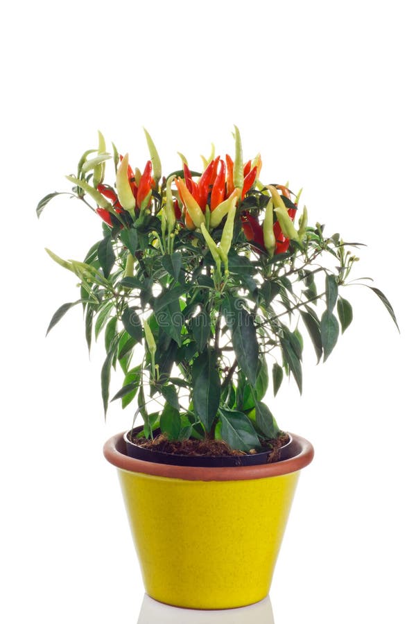 Piment Ornemental - Piment Bolivien D'arc-en-ciel Image stock - Image ...