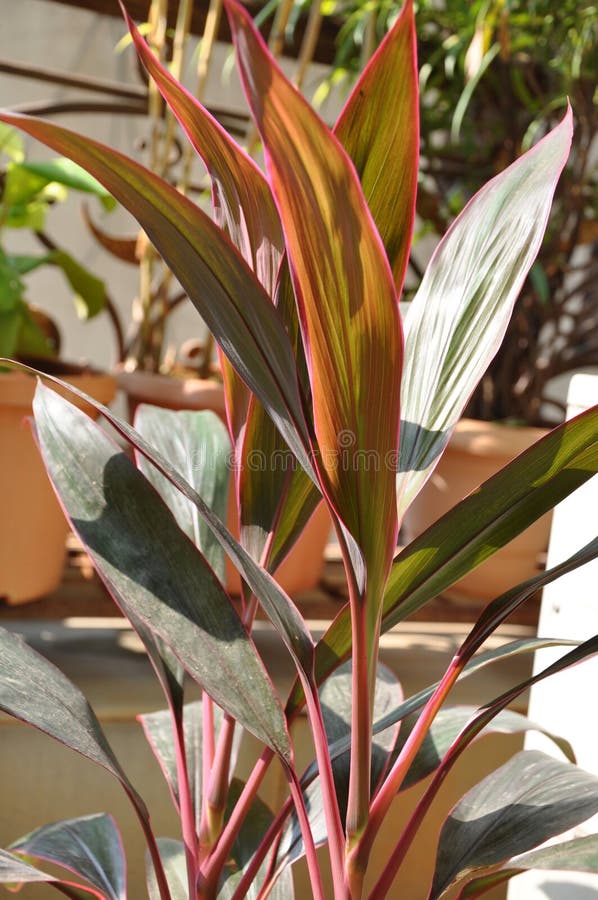 TI Rouge Ou Usine De Bonne Chance - Cordyline Fruticosa Image stock ...