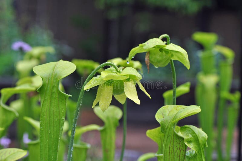 Usines carnivores photo stock. Image du carnassier, noir - 31187248