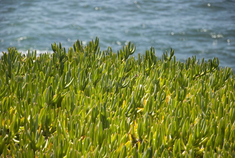 Figue De Mer Photos Stock - Téléchargez 1,341 Photos libres de droits