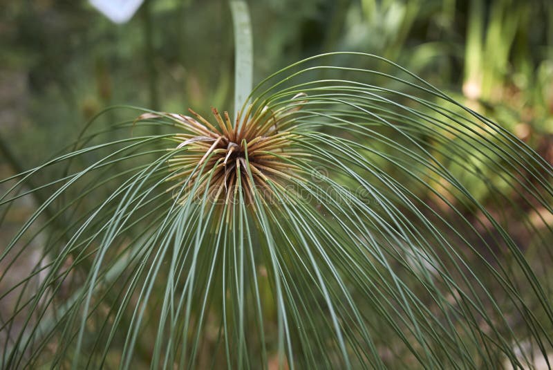 Fleur de papyrus image stock. Image du configuration - 30287233