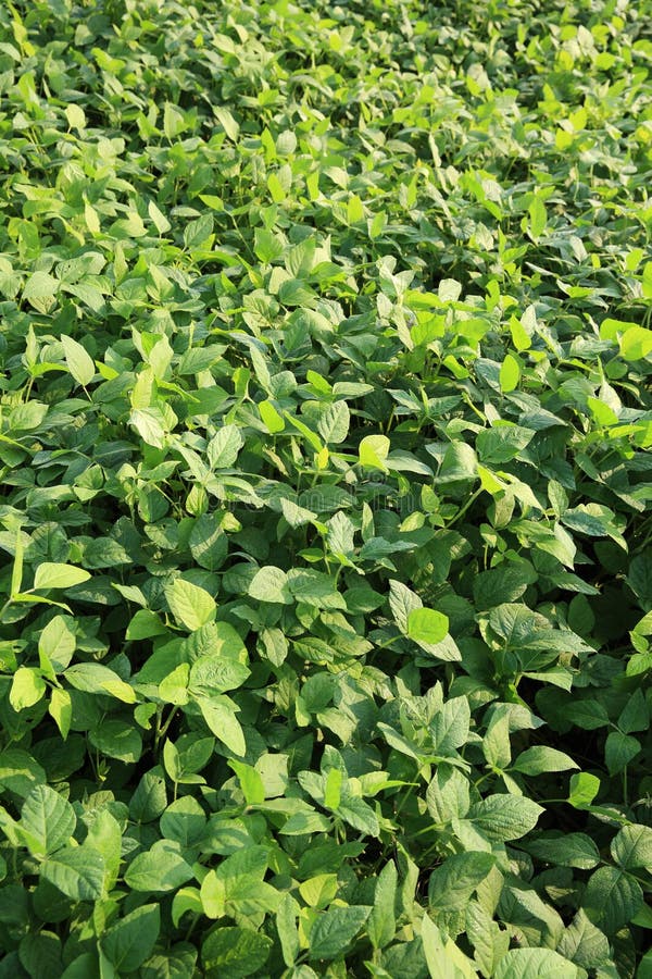 Usines De Soja Vert Dans La Croissance Image stock - Image du organique ...