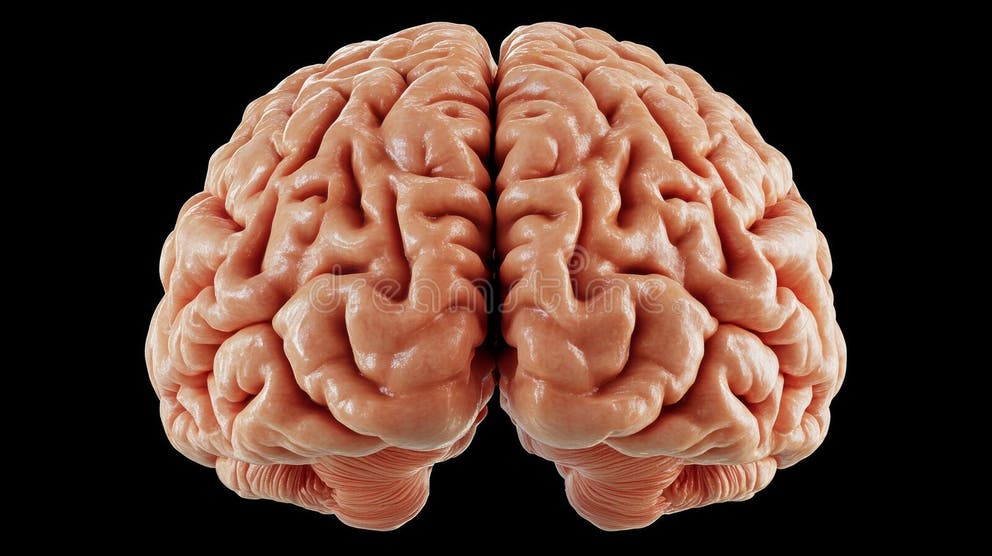 By Using Advanced Algorithms, the AI Brain Replicates Human-like ...