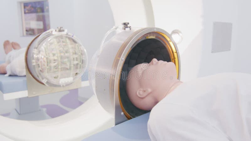 Using Brain MRI on the Model of Human Body in Educational Center Stock ...