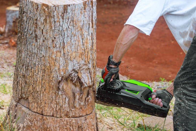 Using a Chainsaw, Professional Lumberjack Cuts Trees in Forest Stock ...