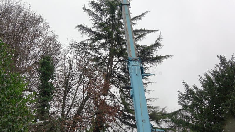 Using a Crane To Remove a Tree Stock Video - Video of equipment ...
