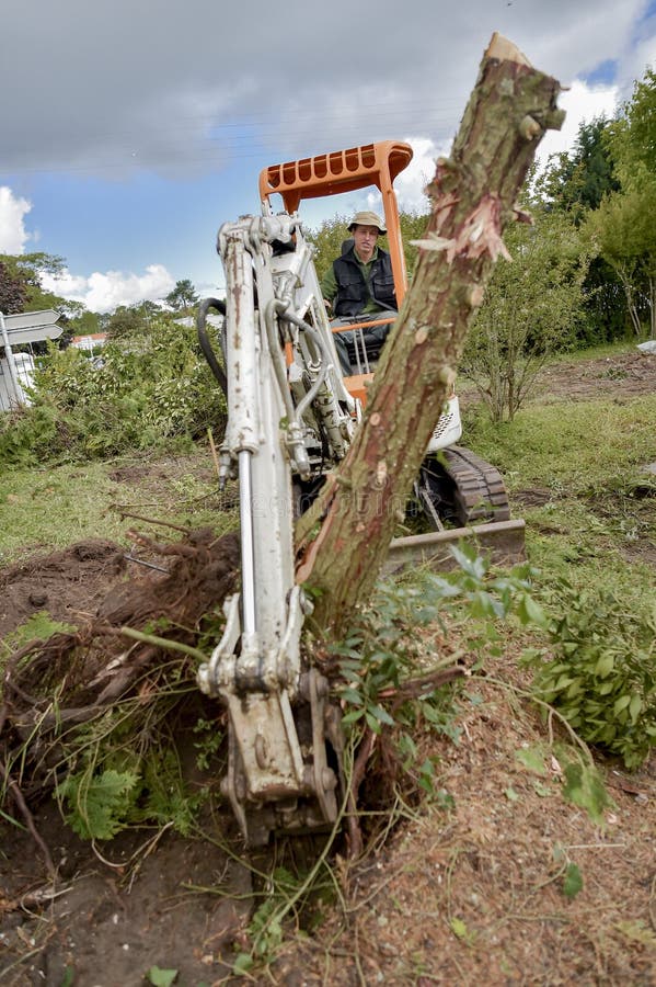 Grey Digger Squirrel stock photo. Image of beecheyi, ground - 19917792