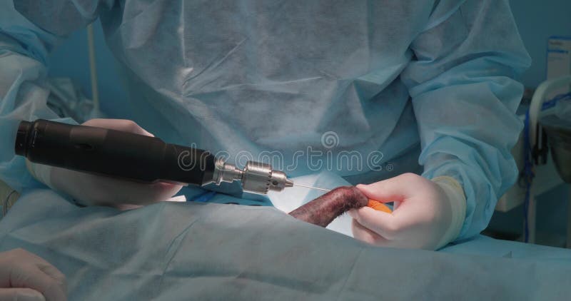 Using a Drill, the Veterinary Surgeon Inserts a Wire into the Pet S ...