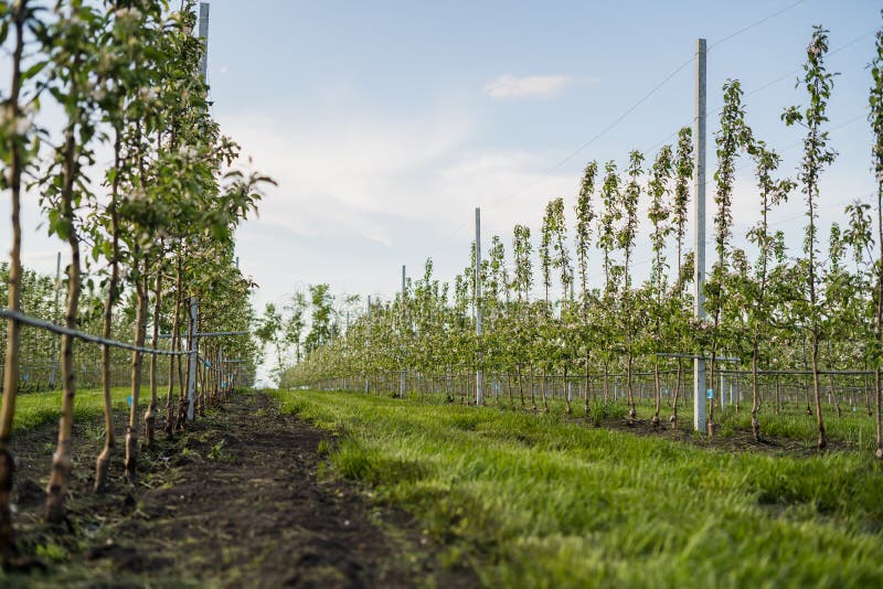 Using Drip Irrigation in a Young Apple Tree Garden Stock Photo - Image ...