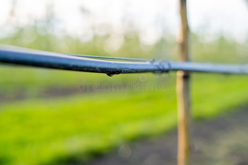 Using Drip Irrigation in a Young Apple Tree Garden Stock Photo - Image ...
