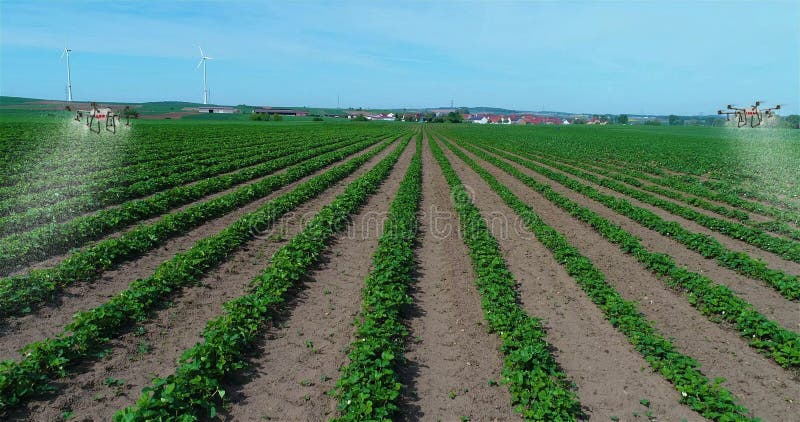 Crop Spraying Drones. Spraying Agricultural Fields. Using Drones in ...