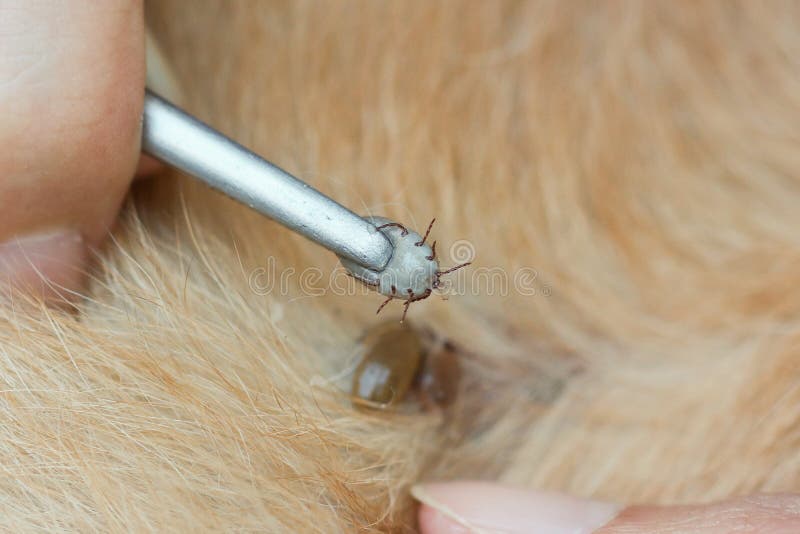 Using Forceps To Remove Ticks Stock Photo - Image of insect, parasitic ...