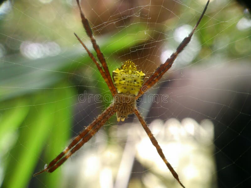 Beautiful Color Combinations of Spider Stock Photo - Image of ...