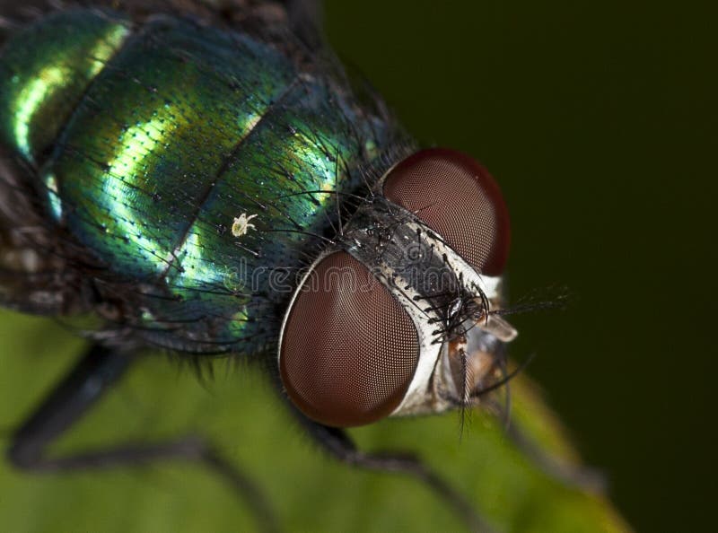 Flies compound eye stock image. Image of natural, wonder - 113901557