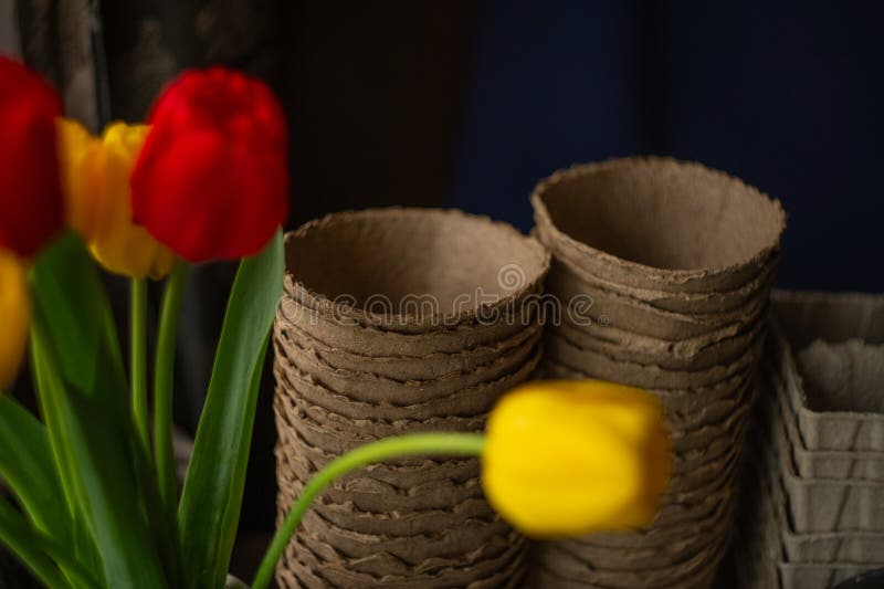 Using Paper Eco Cups for Seedlings. Early Spring Floriculture Stock ...