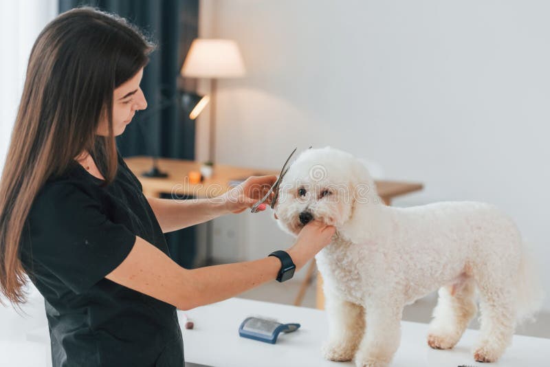 Using Scissors. Cute Little Dog is in the Grooming Studio Stock Image ...