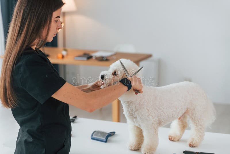 Using Scissors. Cute Little Dog is in the Grooming Studio Stock Image ...