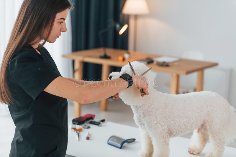 Using Scissors. Cute Little Dog is in the Grooming Studio Stock Photo ...