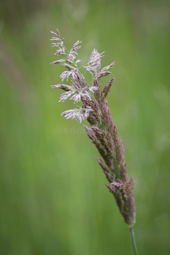 Springtime Pasture Grasses Going To Seed in the Pacific Northwest ...