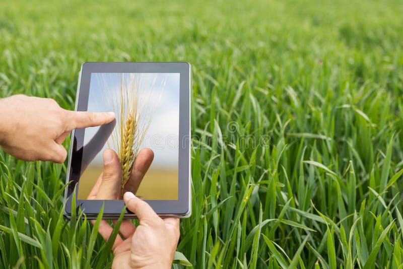 Using Tablet on Wheat Field. Modern Agriculture Stock Photo - Image of ...
