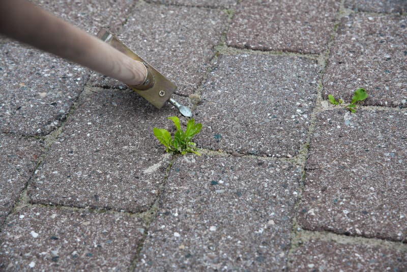 Using a Tool To Clean the Stones from Weed Stock Photo - Image of ...