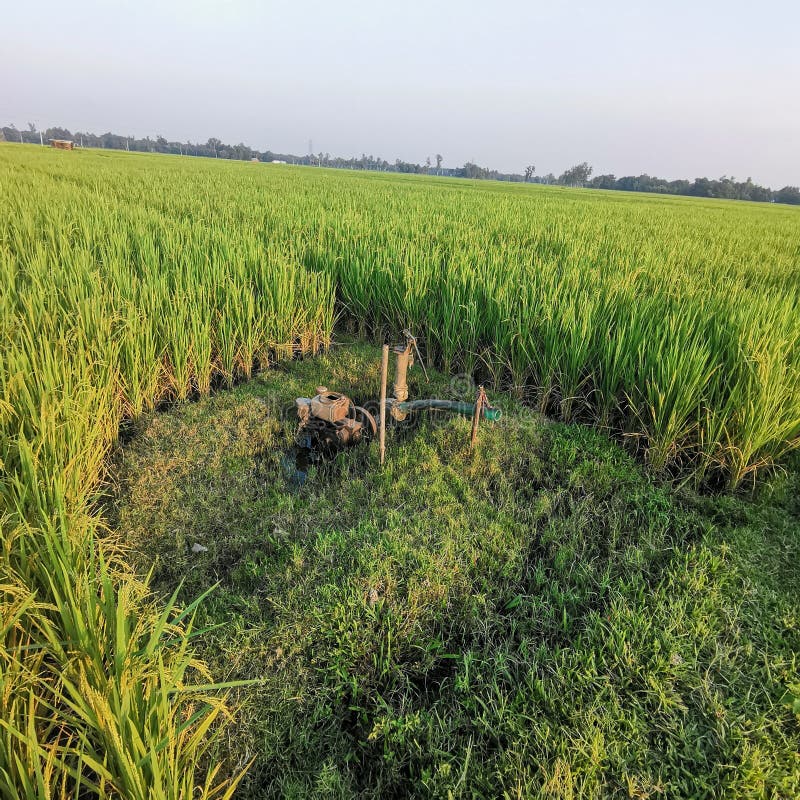 Using Water for Irrigation in Paddy Fields Stock Image - Image of ...