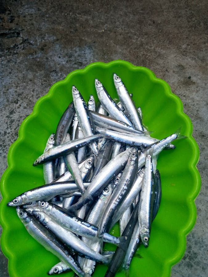 Usipa fresh fish stock photo. Image of fresh, fish, yumiyumi - 202708568