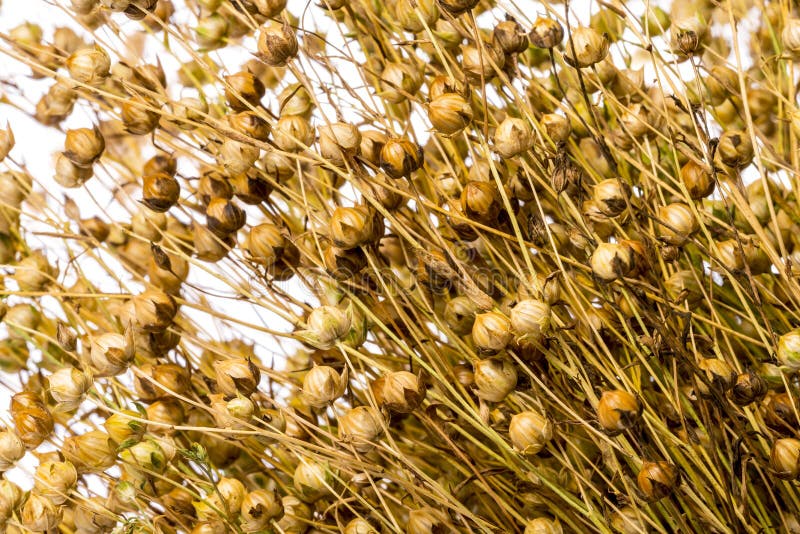 Usitatissimum Seco De Linum Da Planta Do Linho Foto de Stock - Imagem ...