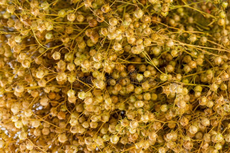 Usitatissimum Seco De Linum Da Planta Do Linho Imagem de Stock - Imagem ...