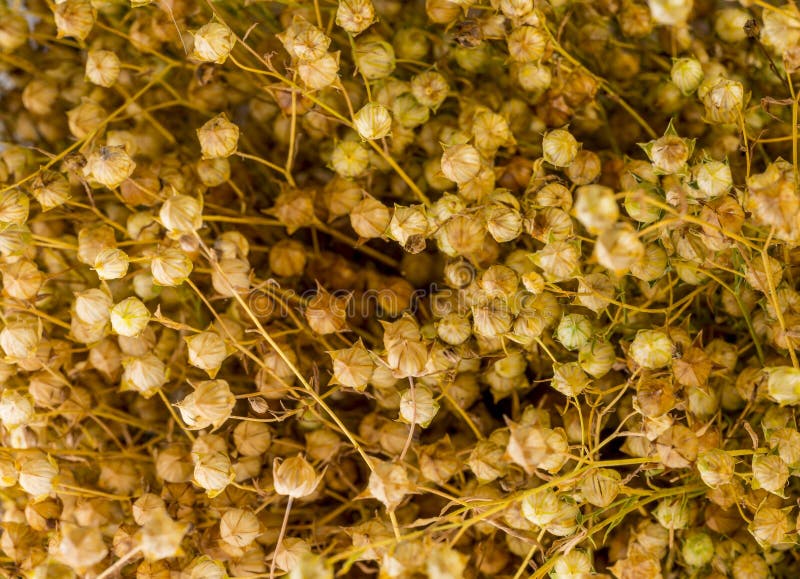 Usitatissimum Seco De Linum Da Planta Do Linho Foto de Stock - Imagem ...