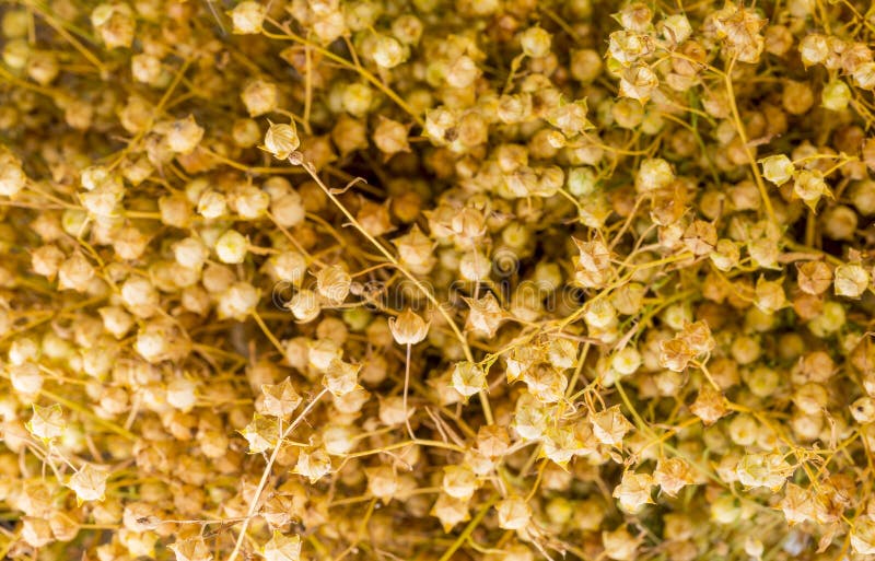 Usitatissimum Seco De Linum Da Planta Do Linho Foto de Stock - Imagem ...