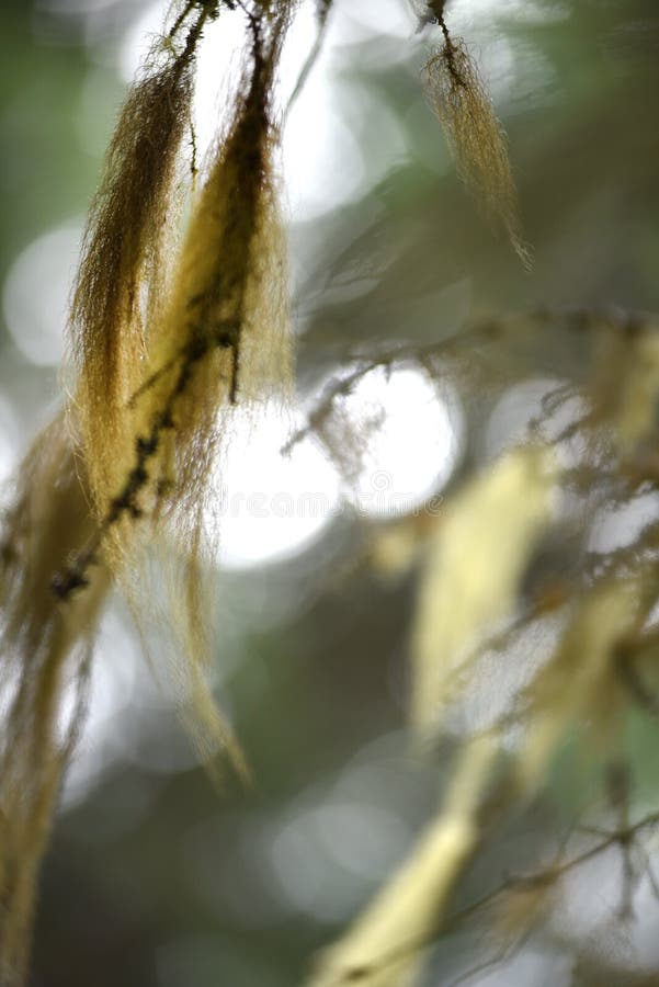 Usnea Barbata, Old Man`s Beard Fungus on a Pine Tree Stock Image ...