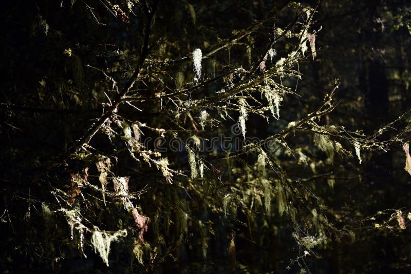 Usnea Barbata, Old Man S Beard Hanging on Fir Tree Branch Stock Photo ...