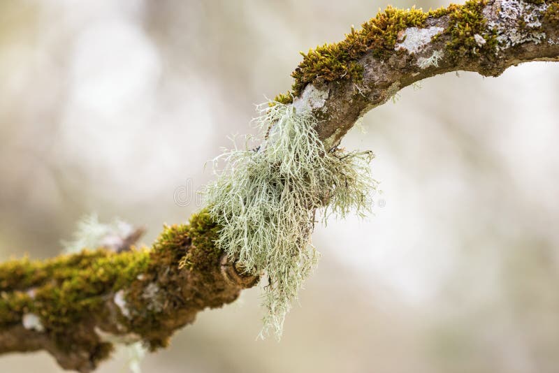 Usnea lichen stock photo. Image of macro, closeup, nature - 58170278