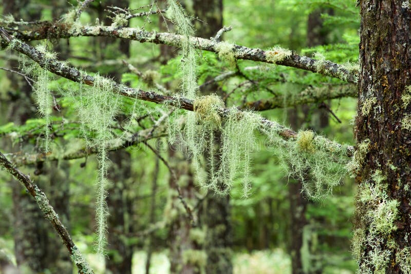 Usnea Lichen that Infests Larch Trees in the Forest. Stock Photo ...