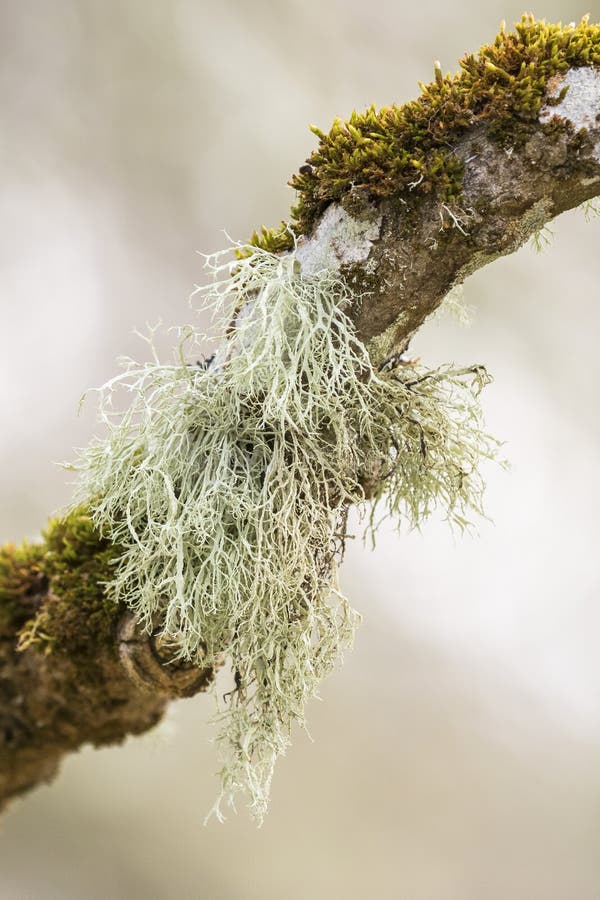 Usnea Lichen Growing on a Tree Branch Stock Image - Image of macro ...