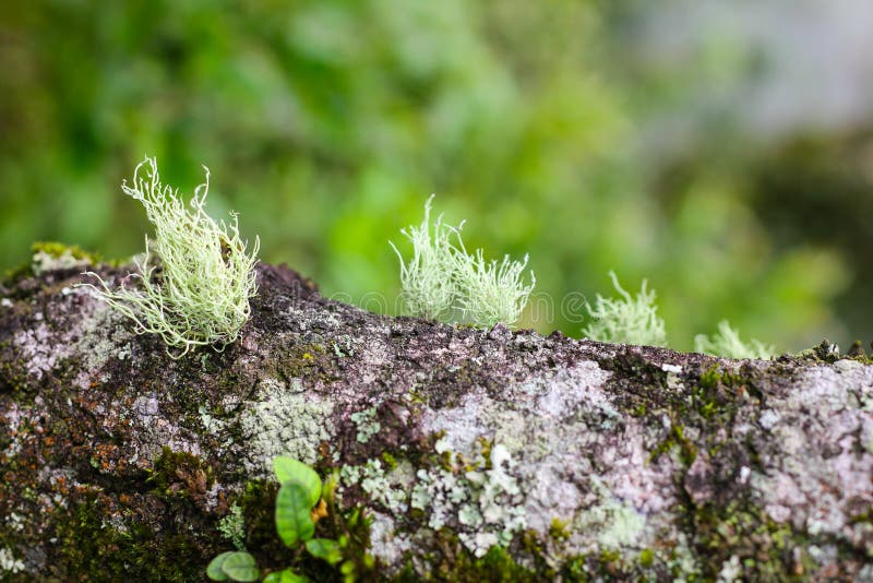 Usnea sp. stock image. Image of mountain, colored, lichen - 40743291