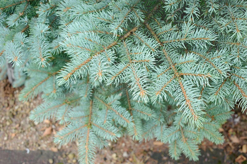 Uso Das Folhas Do Pinho Como O Fundo Imagem de Stock - Imagem de ...