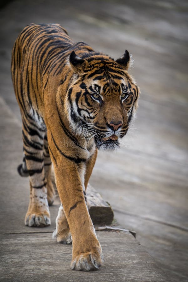 Ussuri Tiger Portrait from the Zoo Stock Photo - Image of portrait ...