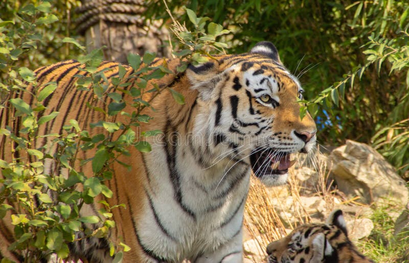 Ussurian tiger with pup stock photo. Image of striped - 146810078