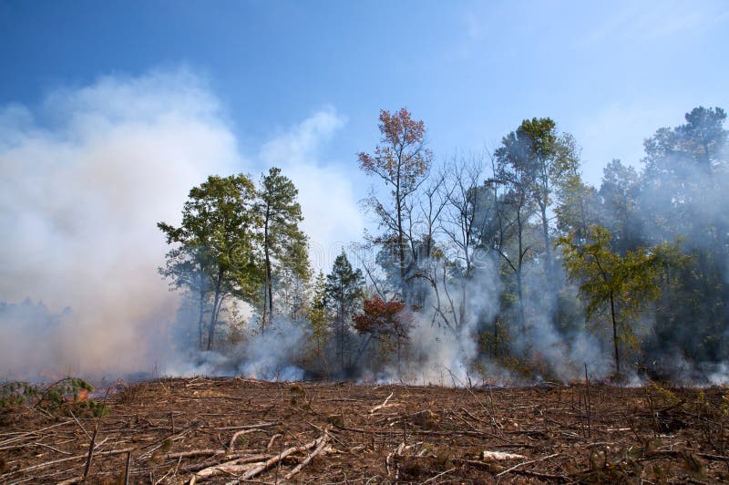 Ustione Di Contolled Su Una Foresta Netta Fotografia Stock - Immagine ...